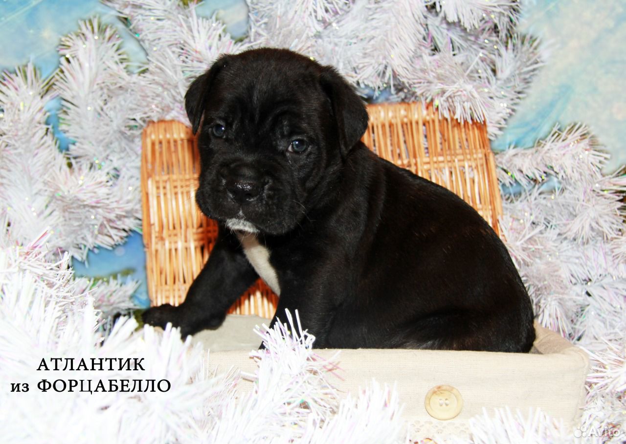 Потомки 3-х кратного Чемпиона Мира cheno