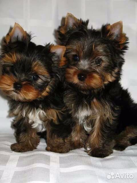 Йорики - Мажорики