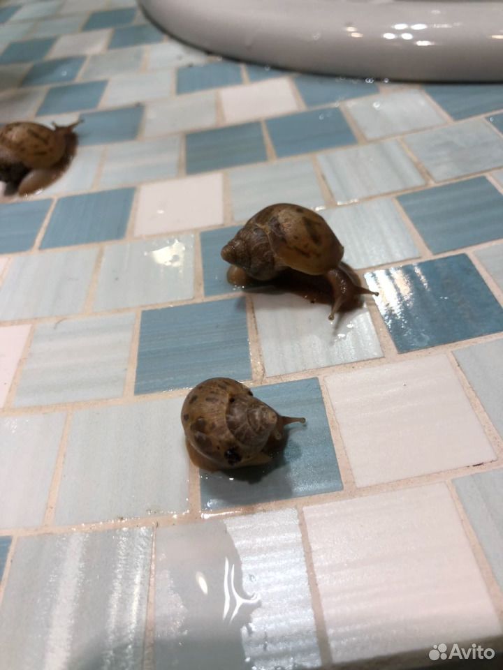 Улитки Ахатина