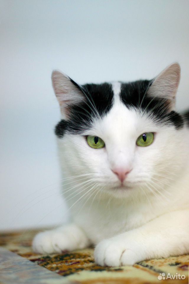 Амур - Кот с большой буквы, ищет свой дом