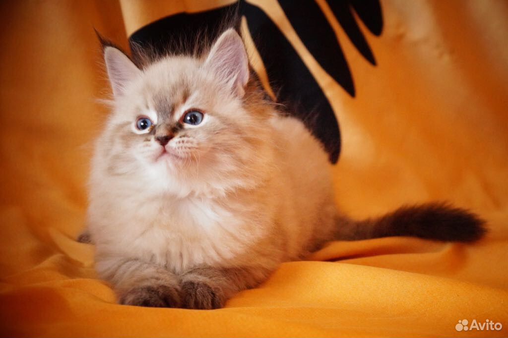 Голубоглазое чудо