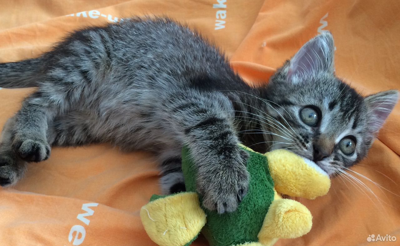 Котята - очаровашки в добрые руки