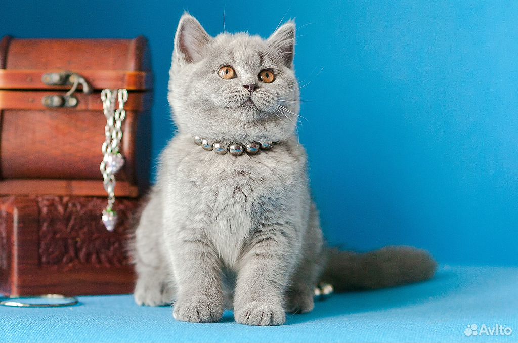 Британская красавица Ария 1,5 месяца