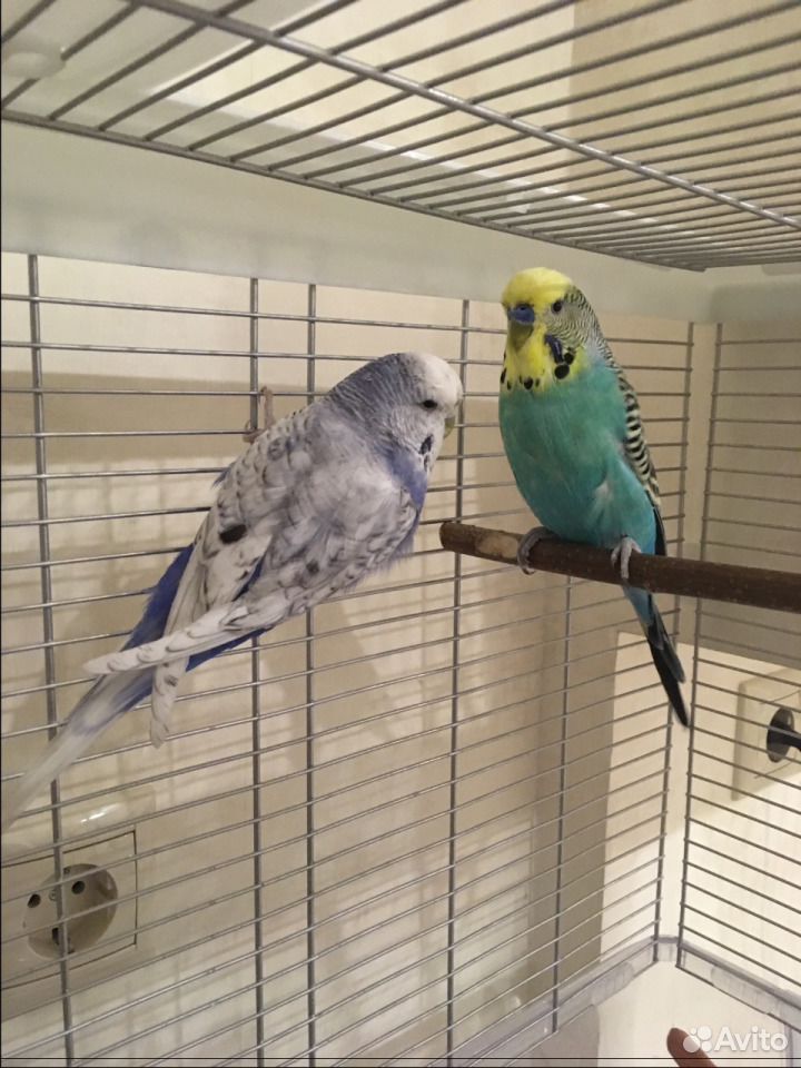 Продам самочку ввп