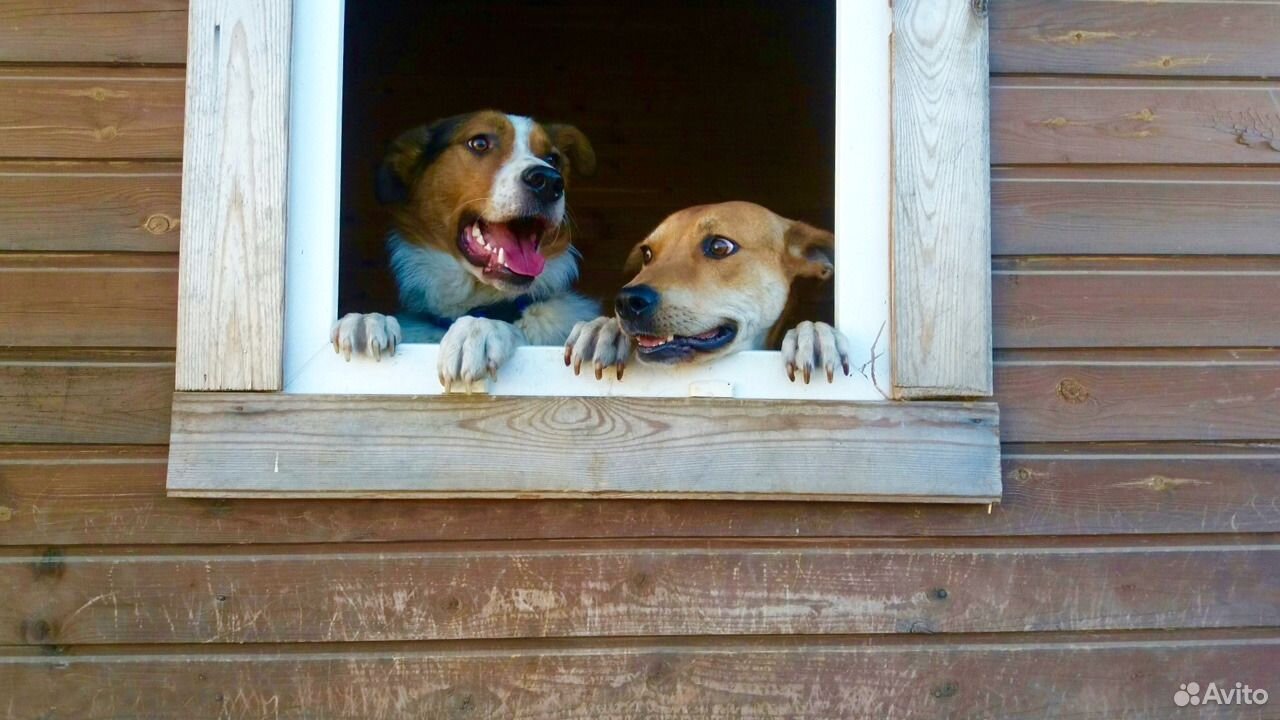 Самые преданные друзья ждут своего человека