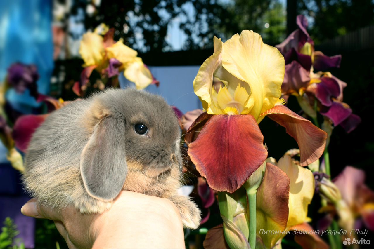 Карликовый кролик Голубая огневка - Питомник Видео