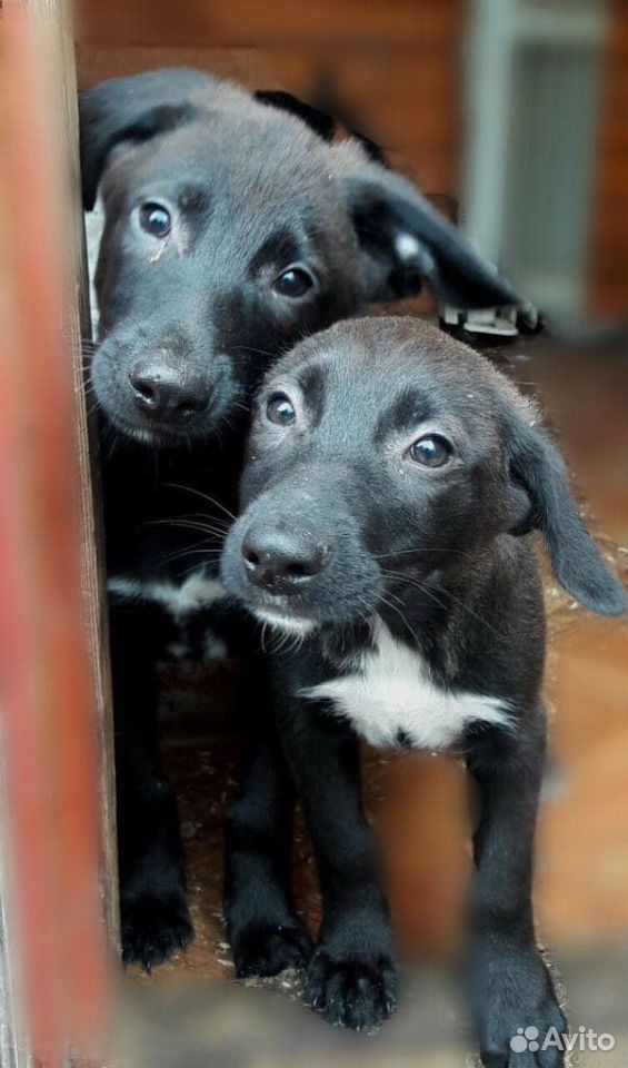 Милые щенули метисы с птичками счастья на груди