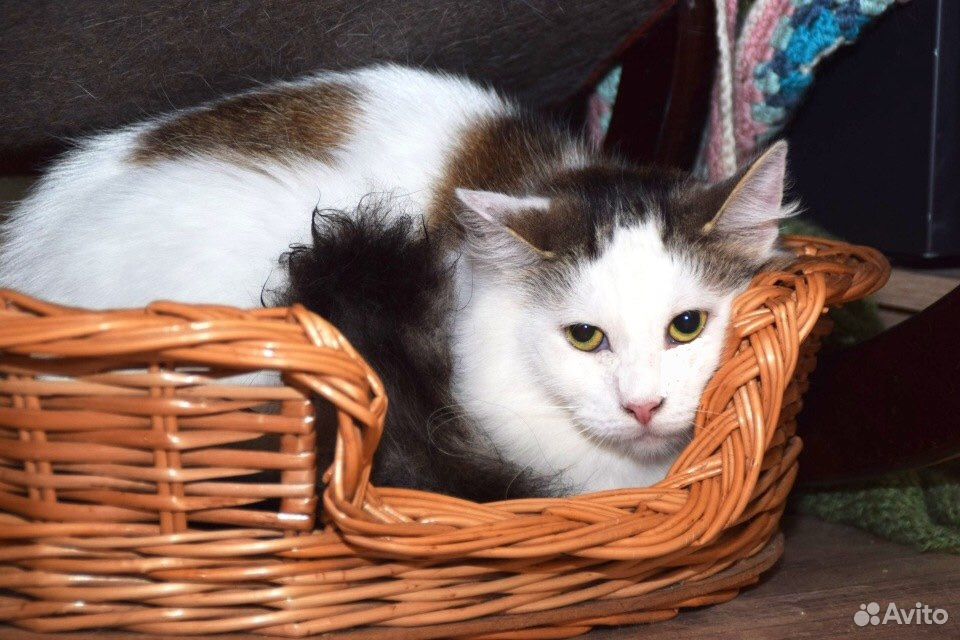 Чудесная кошечка Марта