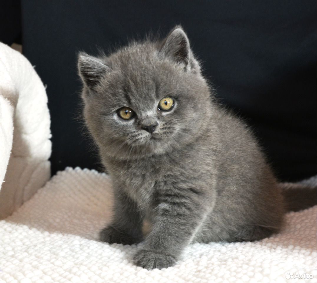 Британский медвежонок