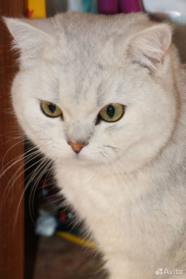 Кот британский шиншилла вязка ns11
