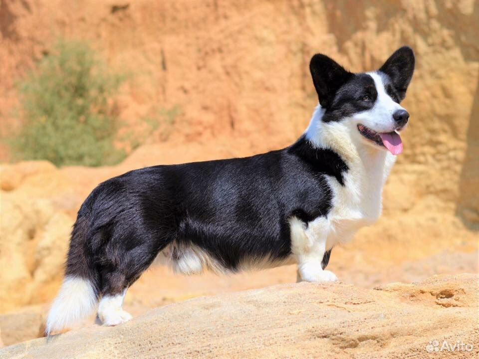 Корги (Corgi) Male