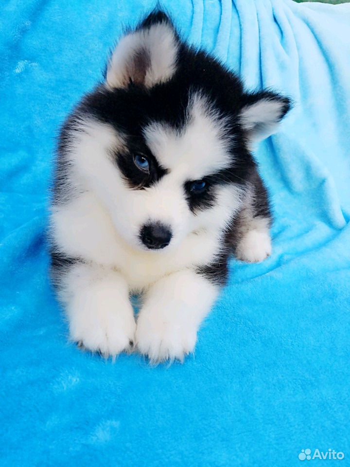 Мини хаски(помски)