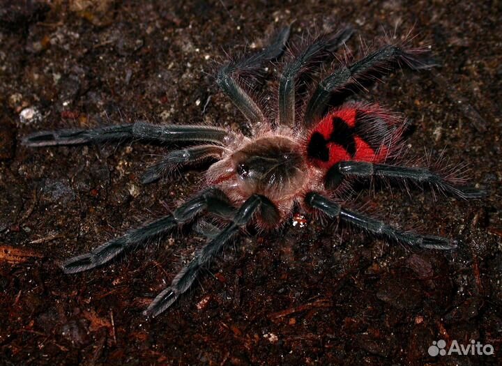 Паук птицеед Взрослые и малыши