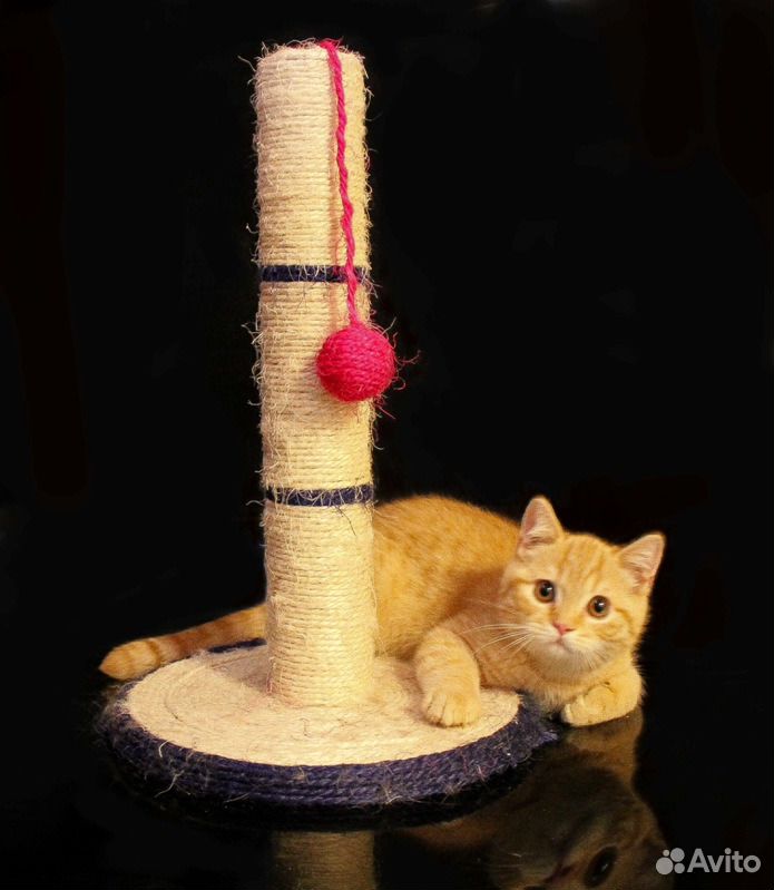 Чистокровный британский котенок,красный пятнистый