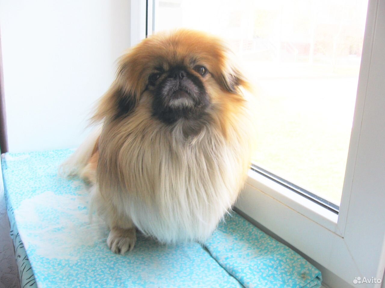 Мальчик пекинеса