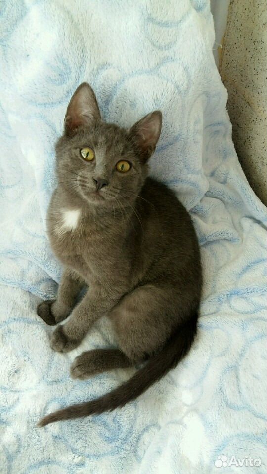 Котята мальчик привезем