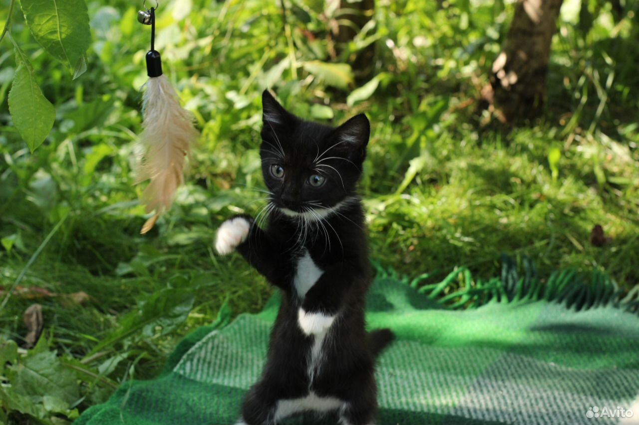 Котята Маркизики 1,5 мес