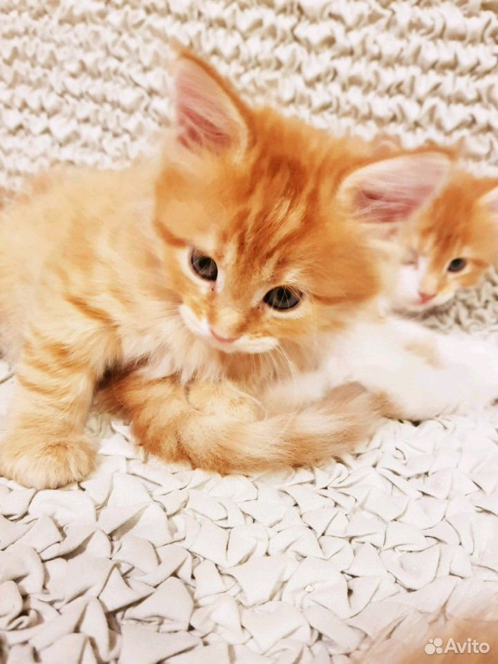 Рыжий котёнок Мейн-кун