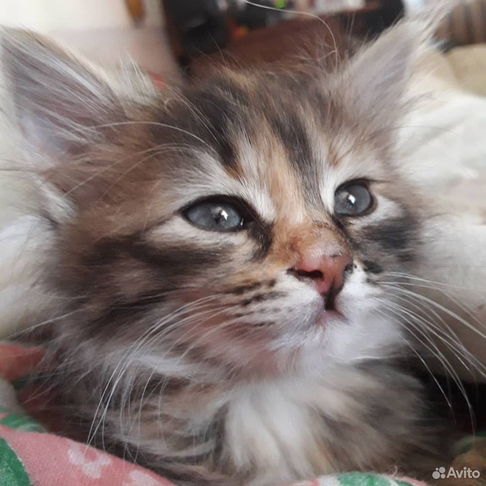 Красавица Белка, ждет нового хозяина