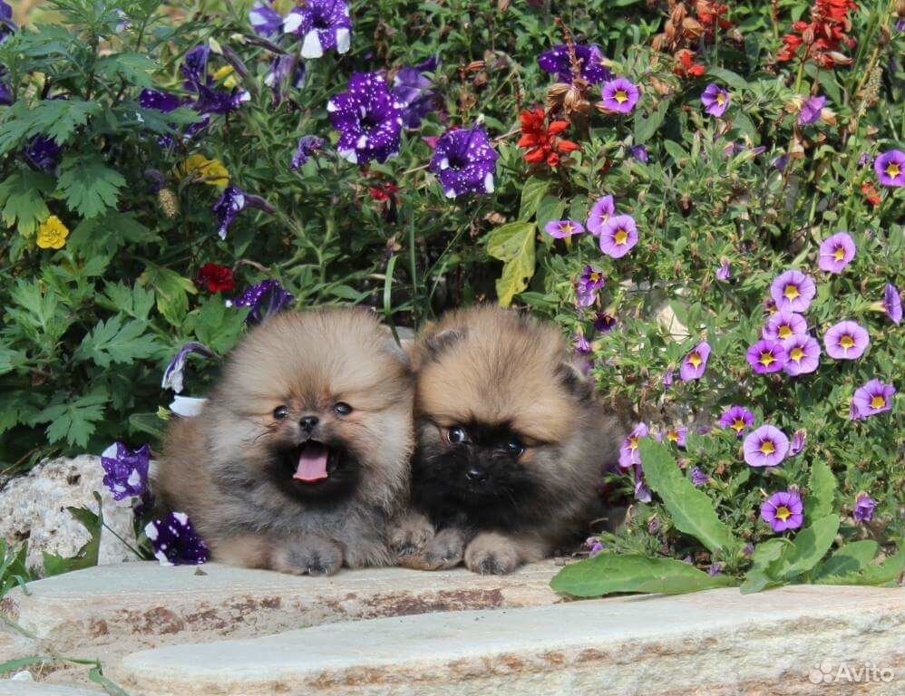 Очаровательные малыши мальчишки