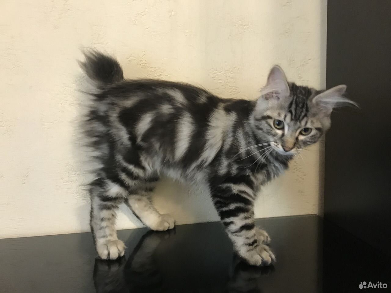 Котята курильского бобтейла