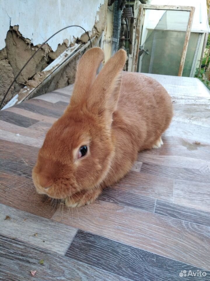 Продам или обменяю нзк