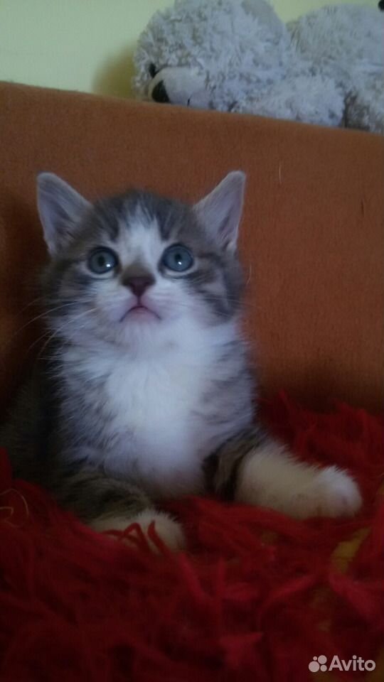 Пупсики карапузики в добрые руки