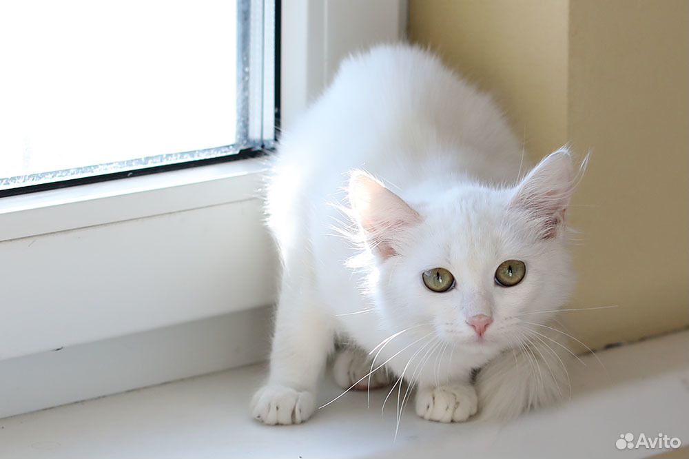 Беленький котенок девочка