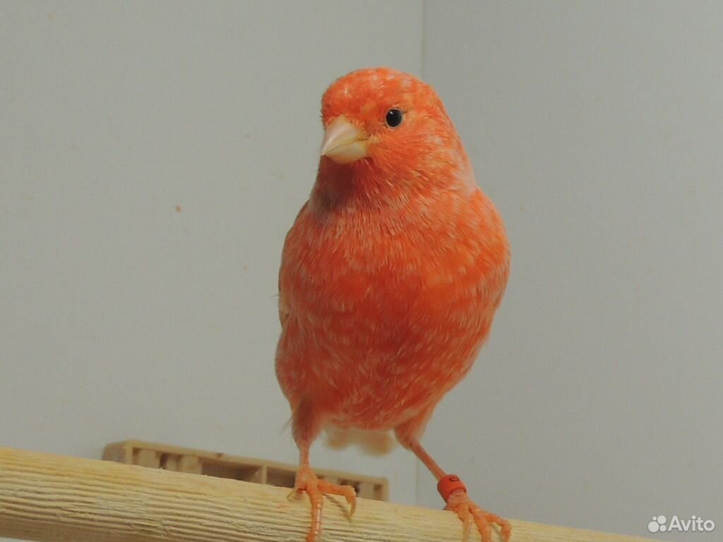 Кенара,канарейки красные(шиммель)