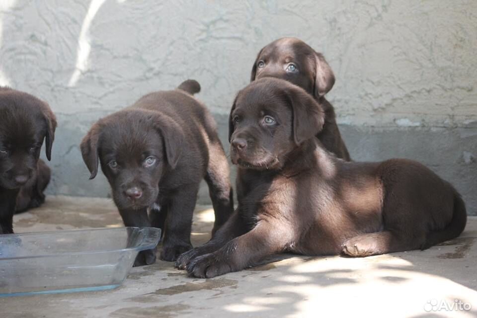 Шоколадинки