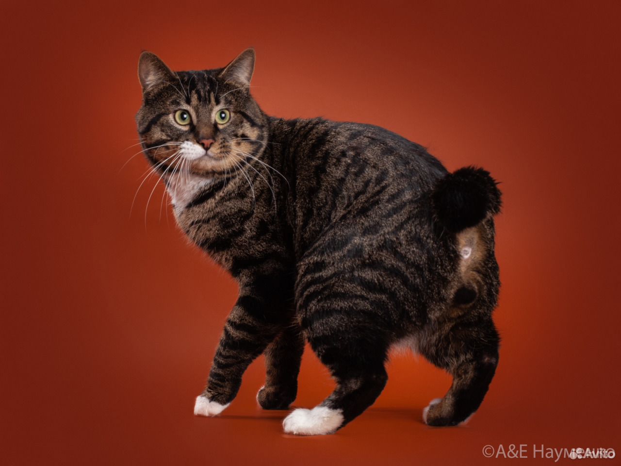 Курильский бобтейл вязка