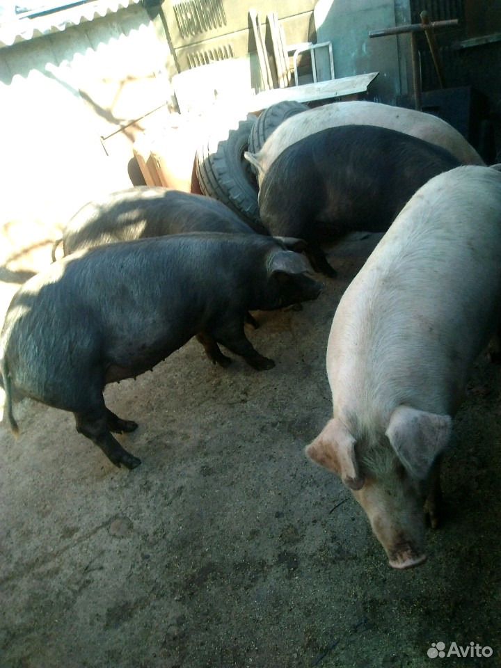 Свиноматки на развод