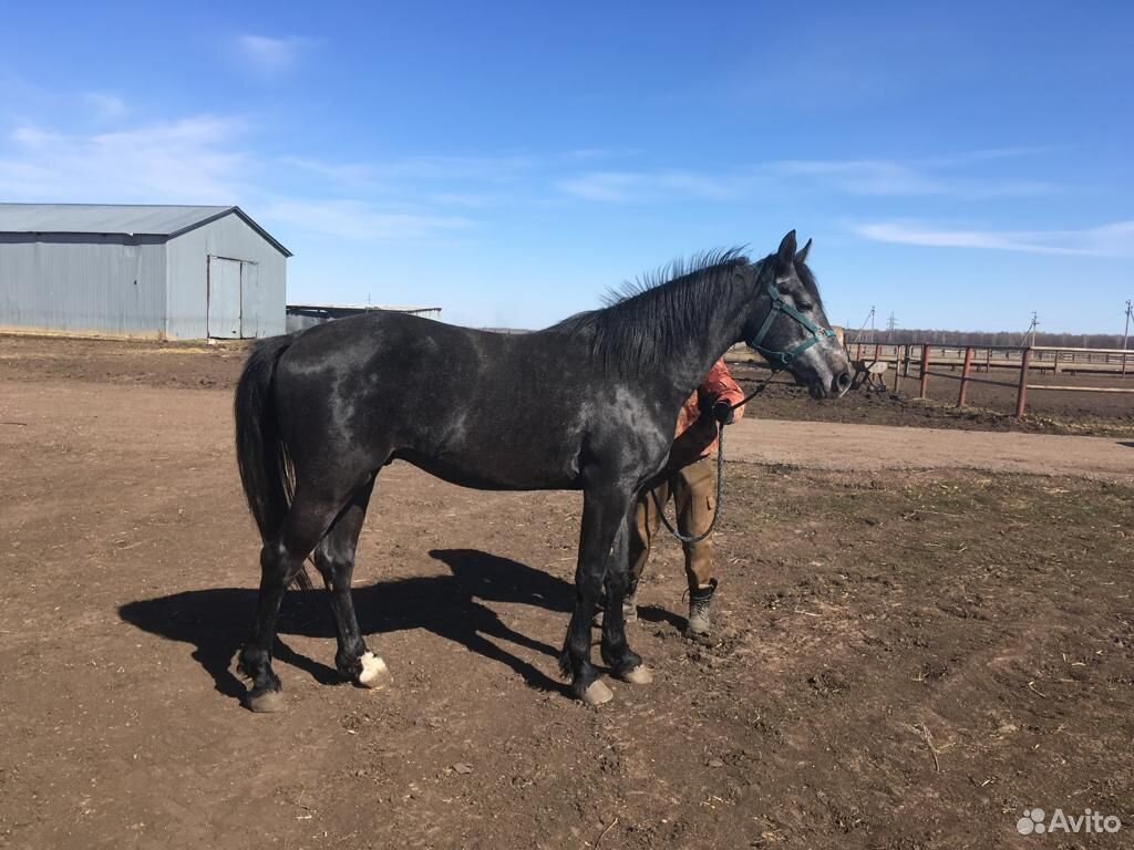 Жеребчики орловской рысистой породы