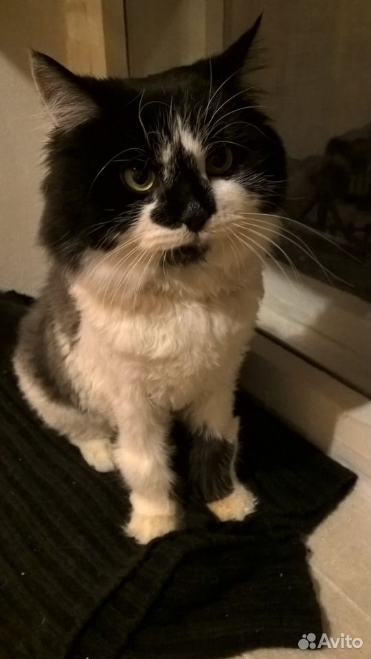 Кому не хватает в жизни аниме Вас ждет Мотико