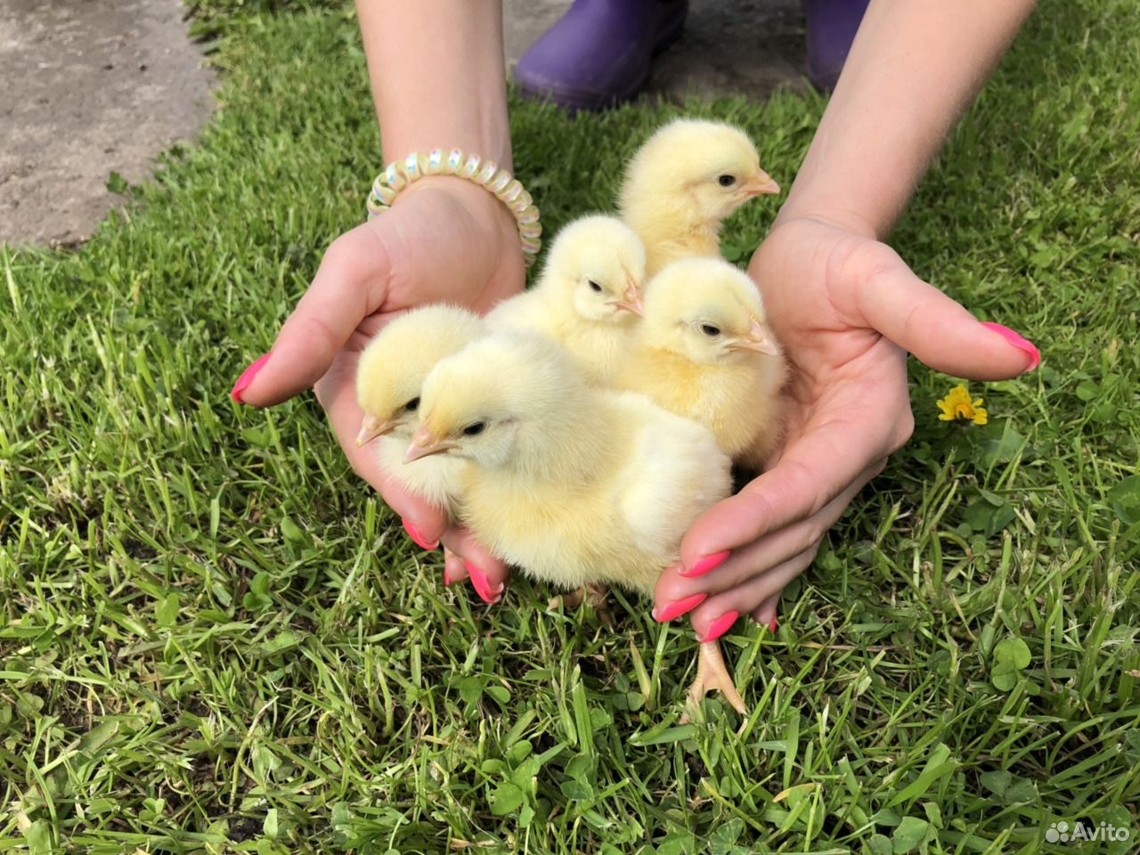 Цыплята бройлеры суточные