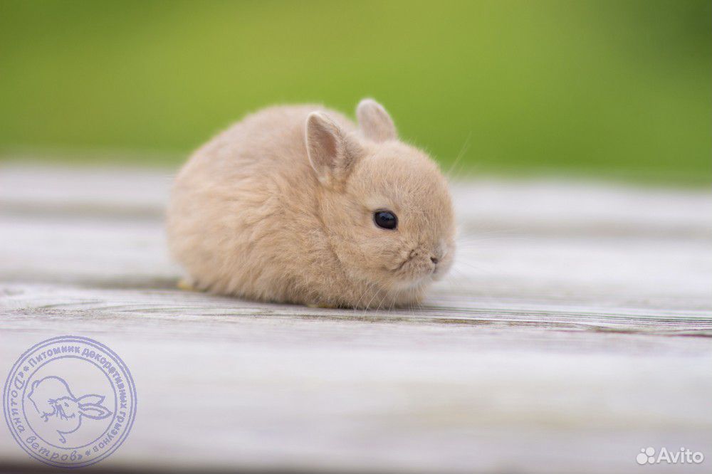 Кролик карликовый минор кремовый 150 грамм