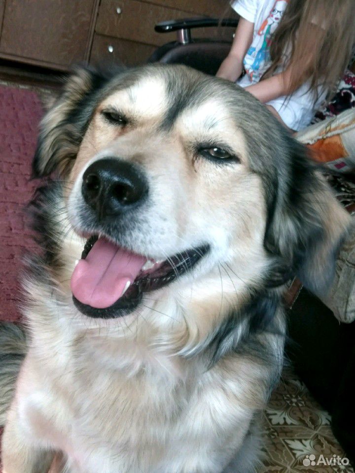 Молодой кобелек