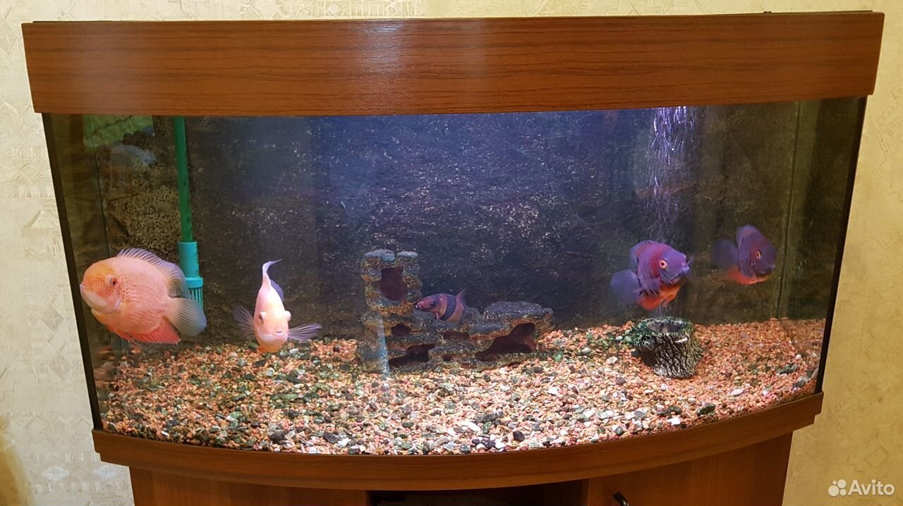 Аквариум 170 л. с тумбой и оборудование