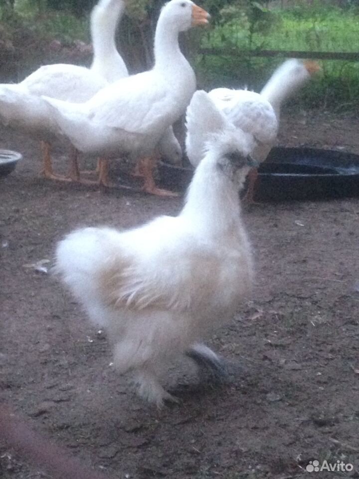 Петушок кша