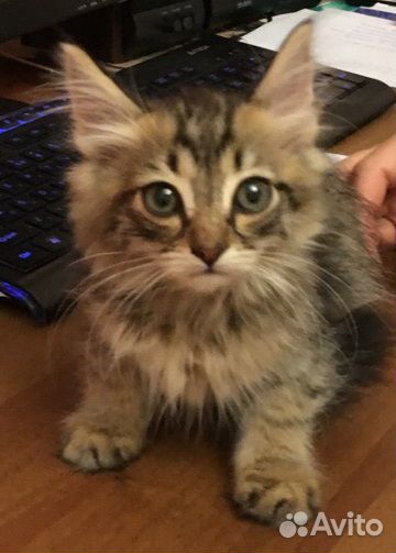 Котенок пуся