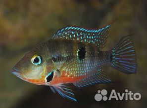 Цихлозома Меека