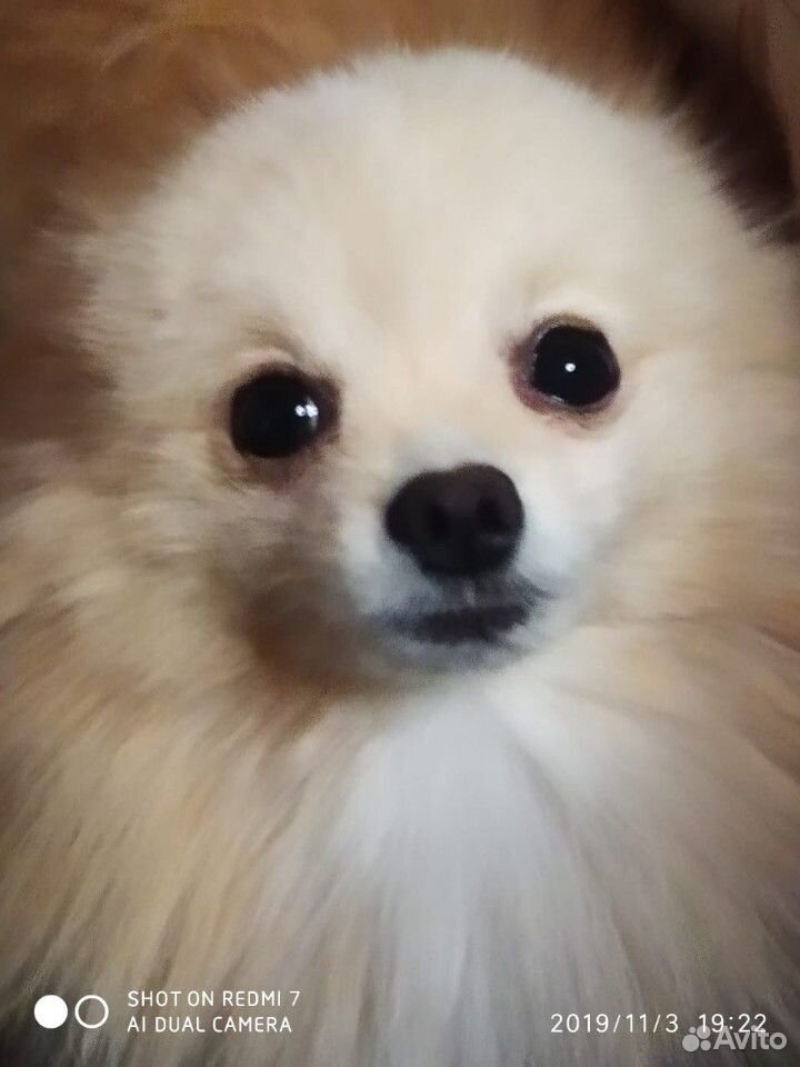 Жених для вязки