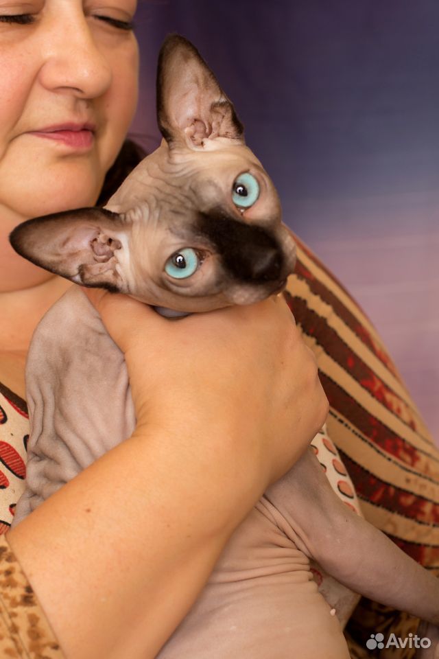 Канадский сфинкс кот на вязку