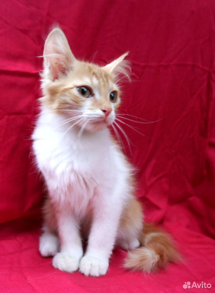 Ласковый хищник