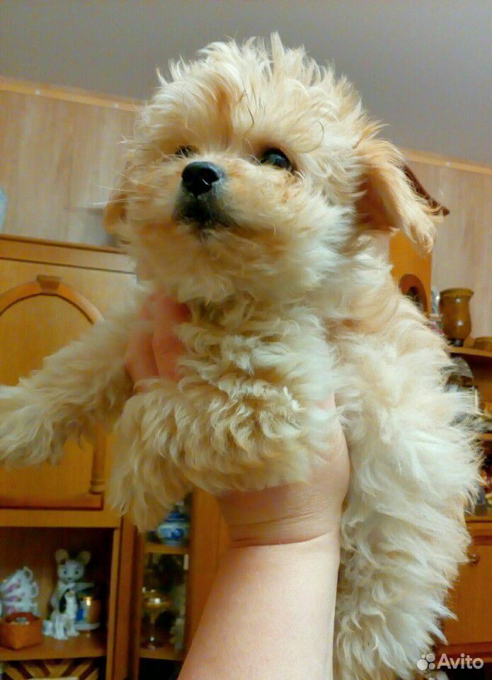 Мальтипу Ф1 золотые абрикосики