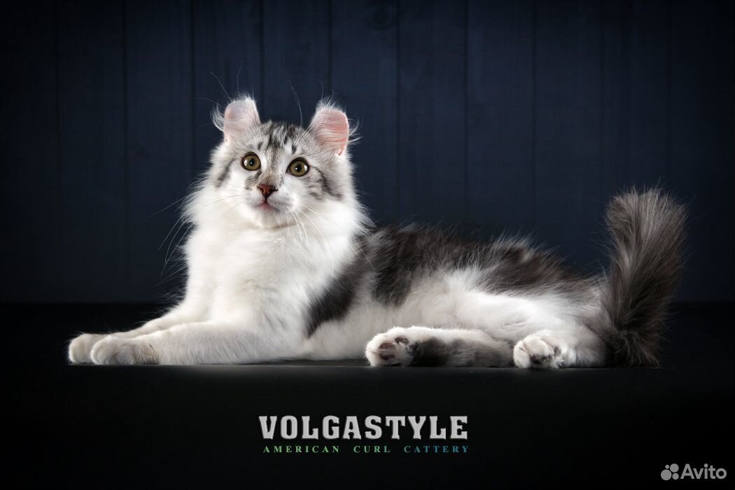 Забавные ушки-завитушки