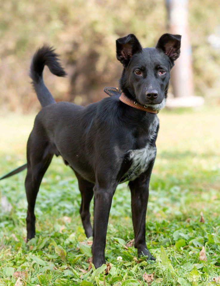 Отдадим в добрые и ответственные руки