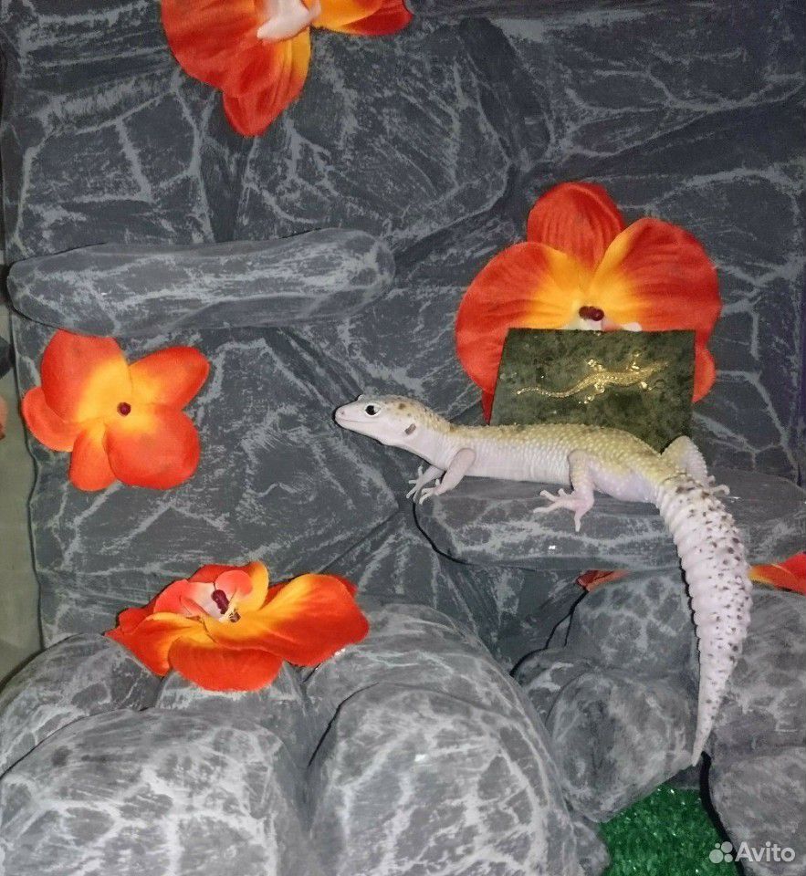 Эублефары пара в опытные руки