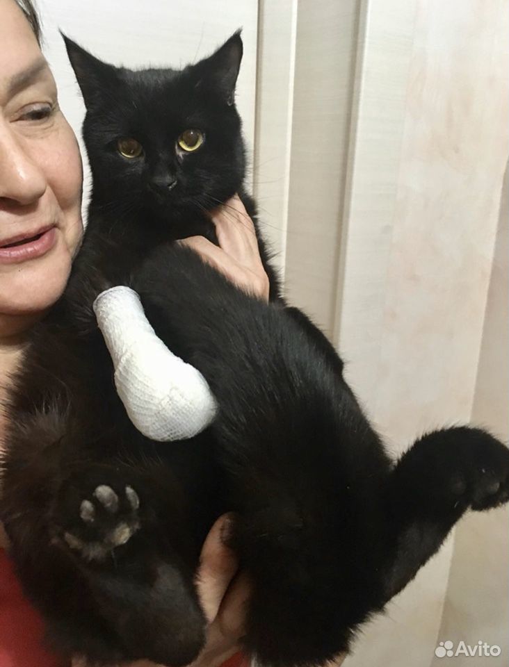 SOS Котик с больной лапкой в добрые руки