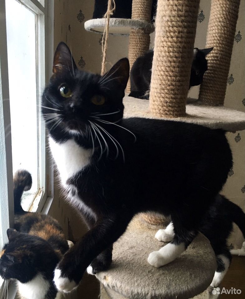 Ласковая кошечка в поисках хозяина